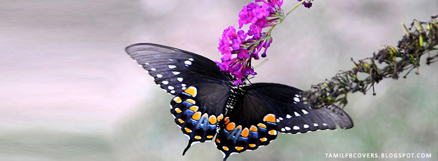 My India FB Covers: Butterfly on flower - Butterfly FB Cover