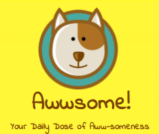 Avoiding Decadence: On Puppies, Kittens, Pandas and a 24 Hour Code ...