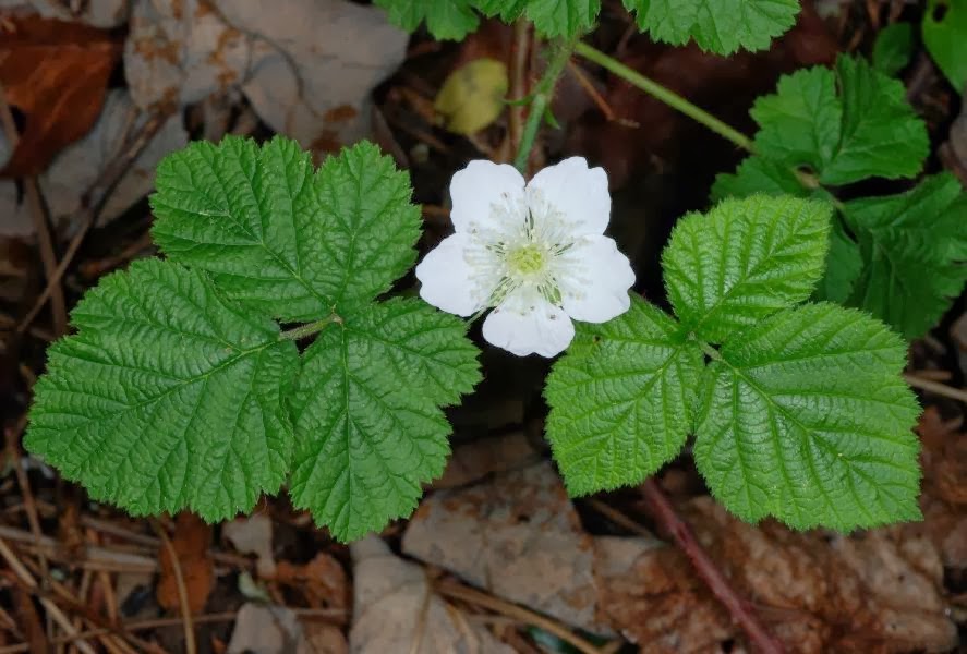 Future Plants by Randy Stewart: Raspberries and Blackberries