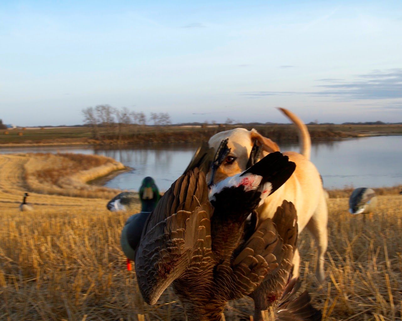 Ramsey Russell's GetDucks.com Journal: Travel hunting with a retriever