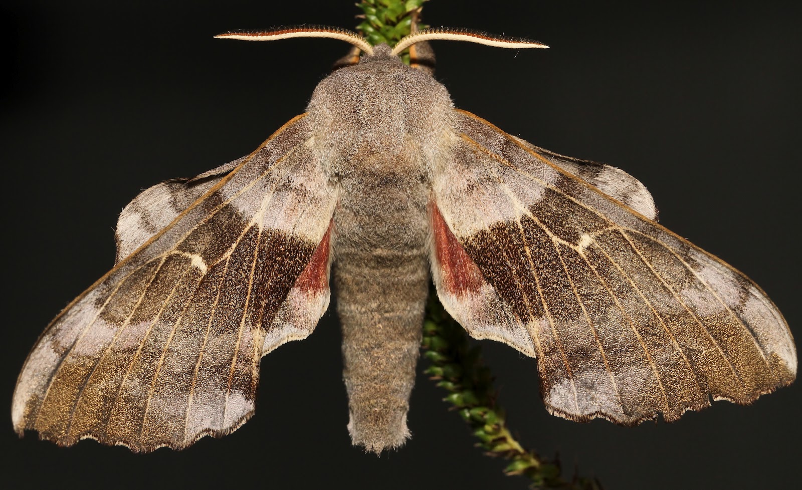 Anthony Bentley Wildlife Photography: Barn Owl, Polar hawk Moth and ...