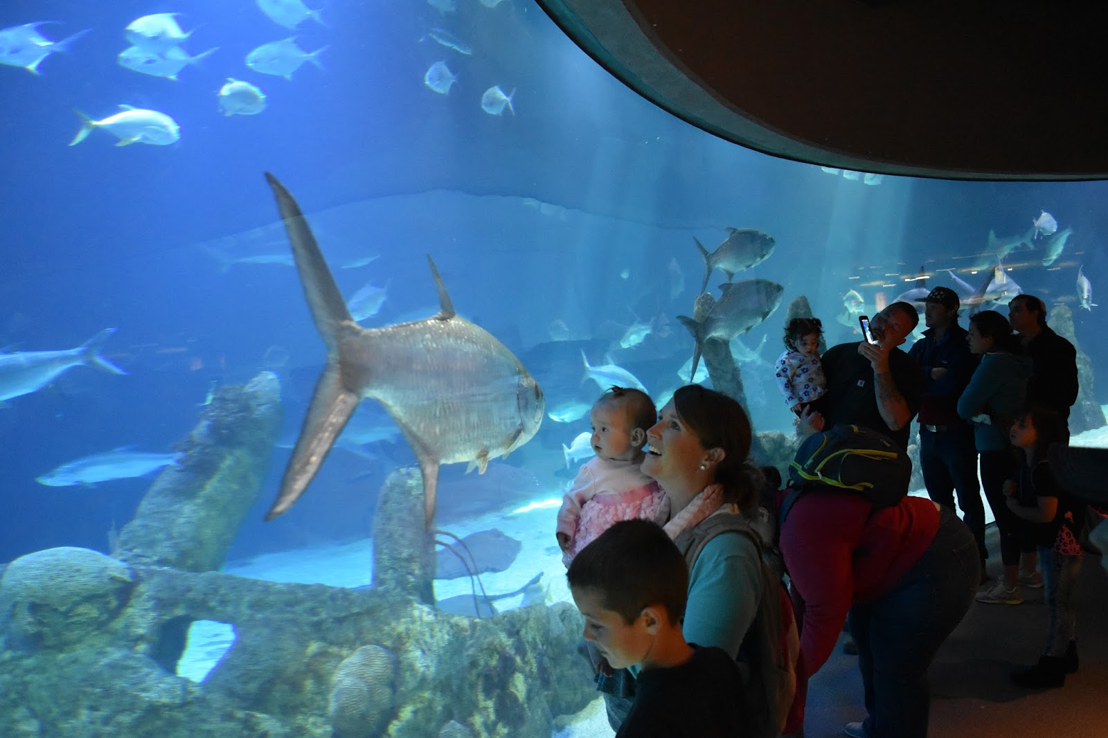 The Ward Crew (continued)............: Albuquerque Aquarium