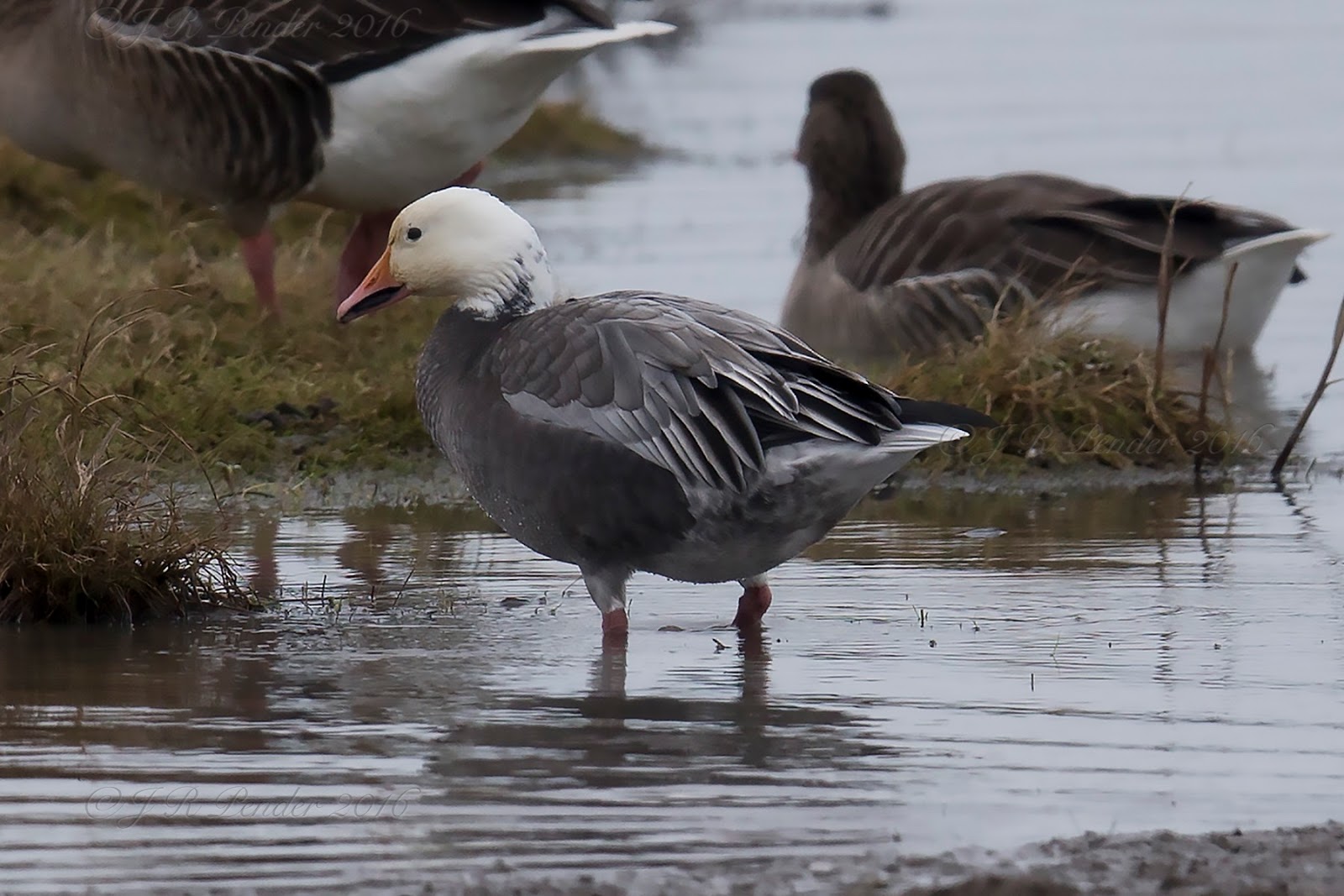 Joe Pender Wildlife Photography: Lesser Snow Goose adult blue morph