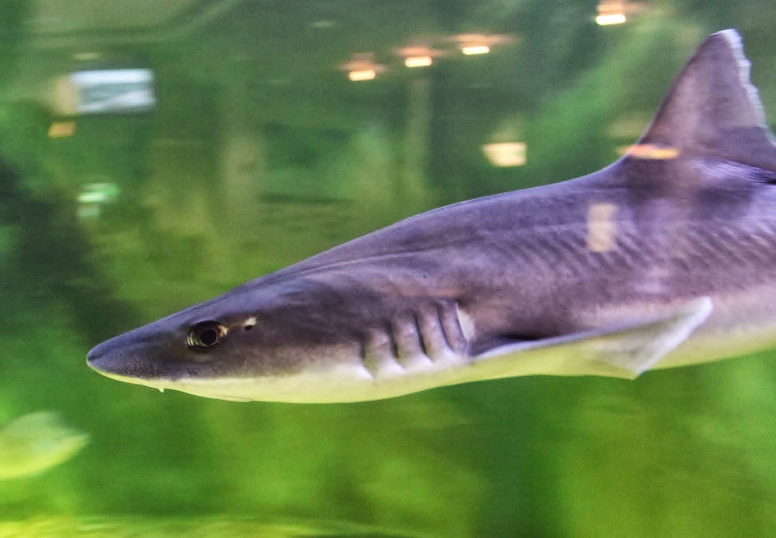 Nature on the Edge of New York City: Washed Up Dogfish Downstream from NYC
