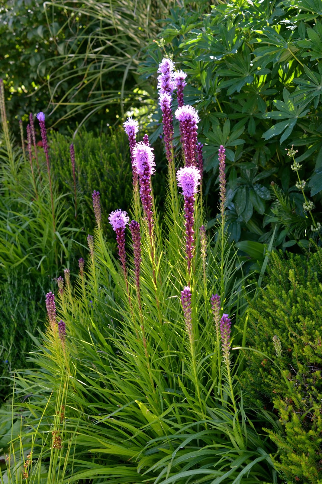 Bonney Lassie: Some Florid Prose. Pictures Too.