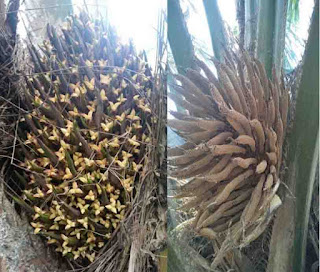 Perbedaan Bunga Kelapa Sawit Jantan dan Betina - PUSTAKA PETANI