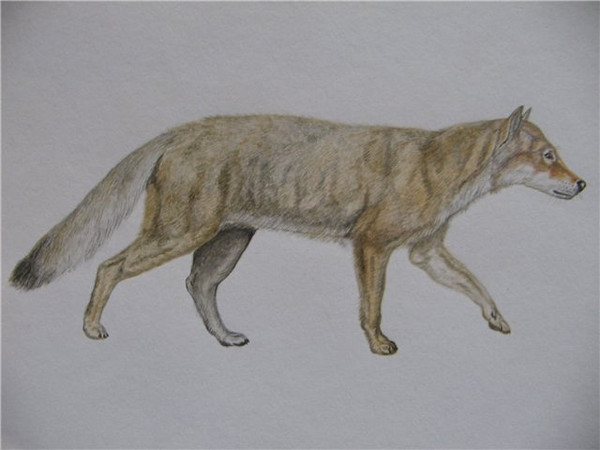 Eucyon - Alchetron, The Free Social Encyclopedia