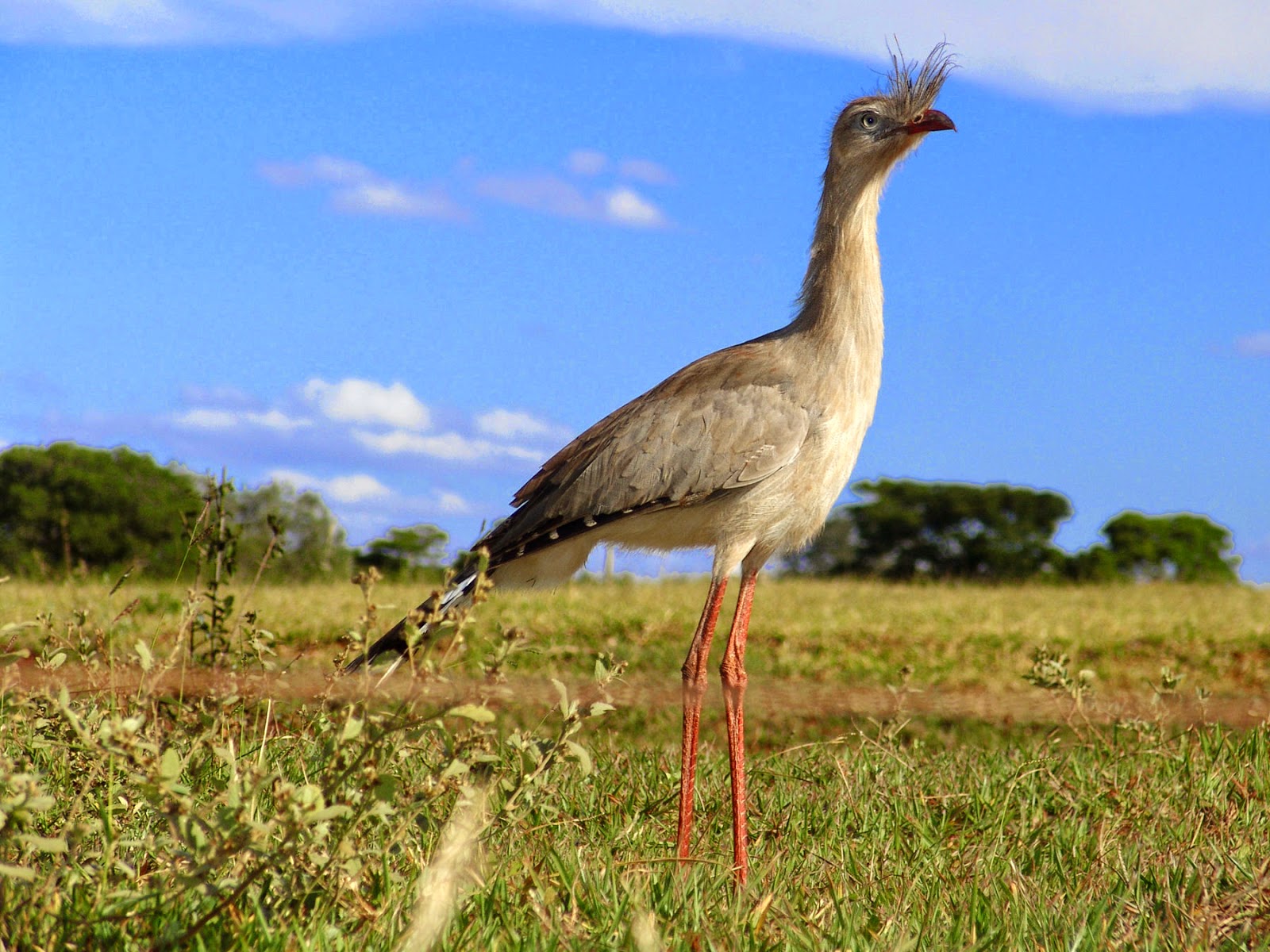 Factortigre: Seriema