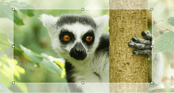 12 Jquery Image Cropping Plugins Learning Jquery
