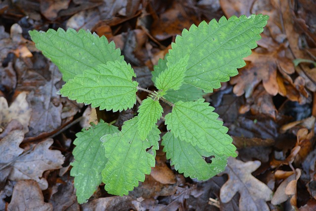Kandungan dan Manfaat Tumbuhan Jelatang untuk Kesehatan | 99% Tips ...