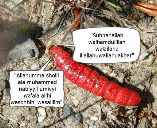 Kisah Ulat Merah Dan Nabi Daud as