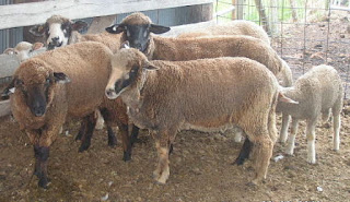 Ewespun Fiber Mill at Old Man Wool Farm: CVM/Romeldale Sheep