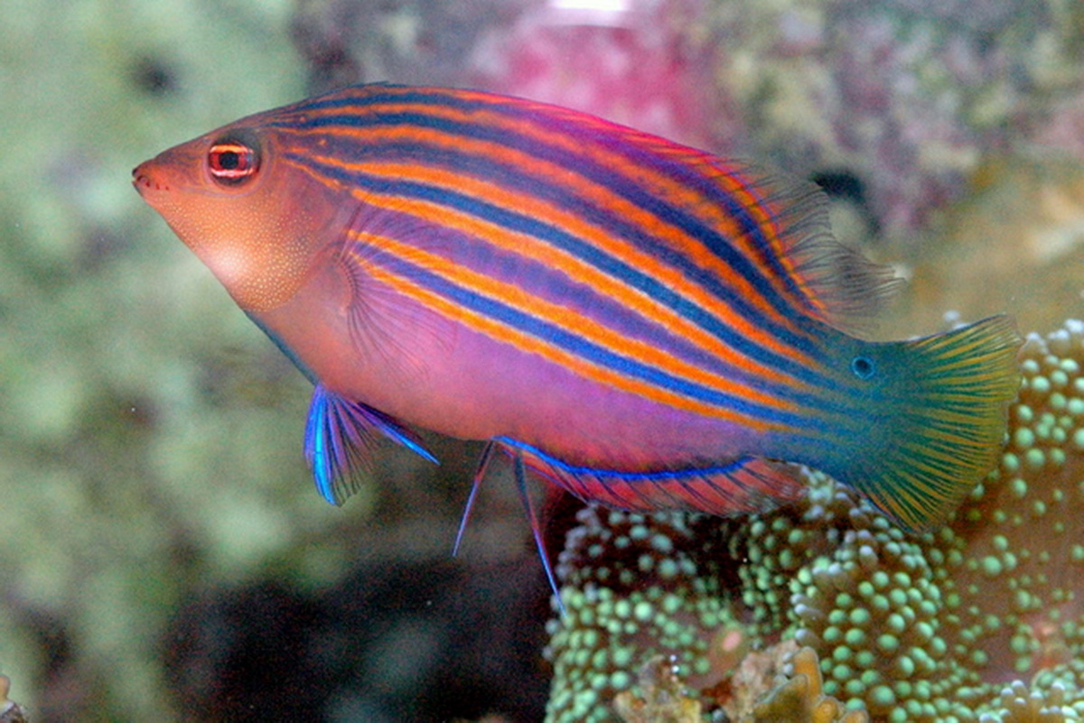Wrasse | Animal Wildlife