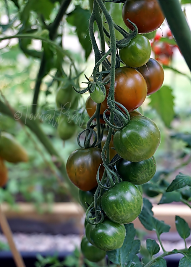 Helenes Tomater: K- 54-84 "Evil Olive"