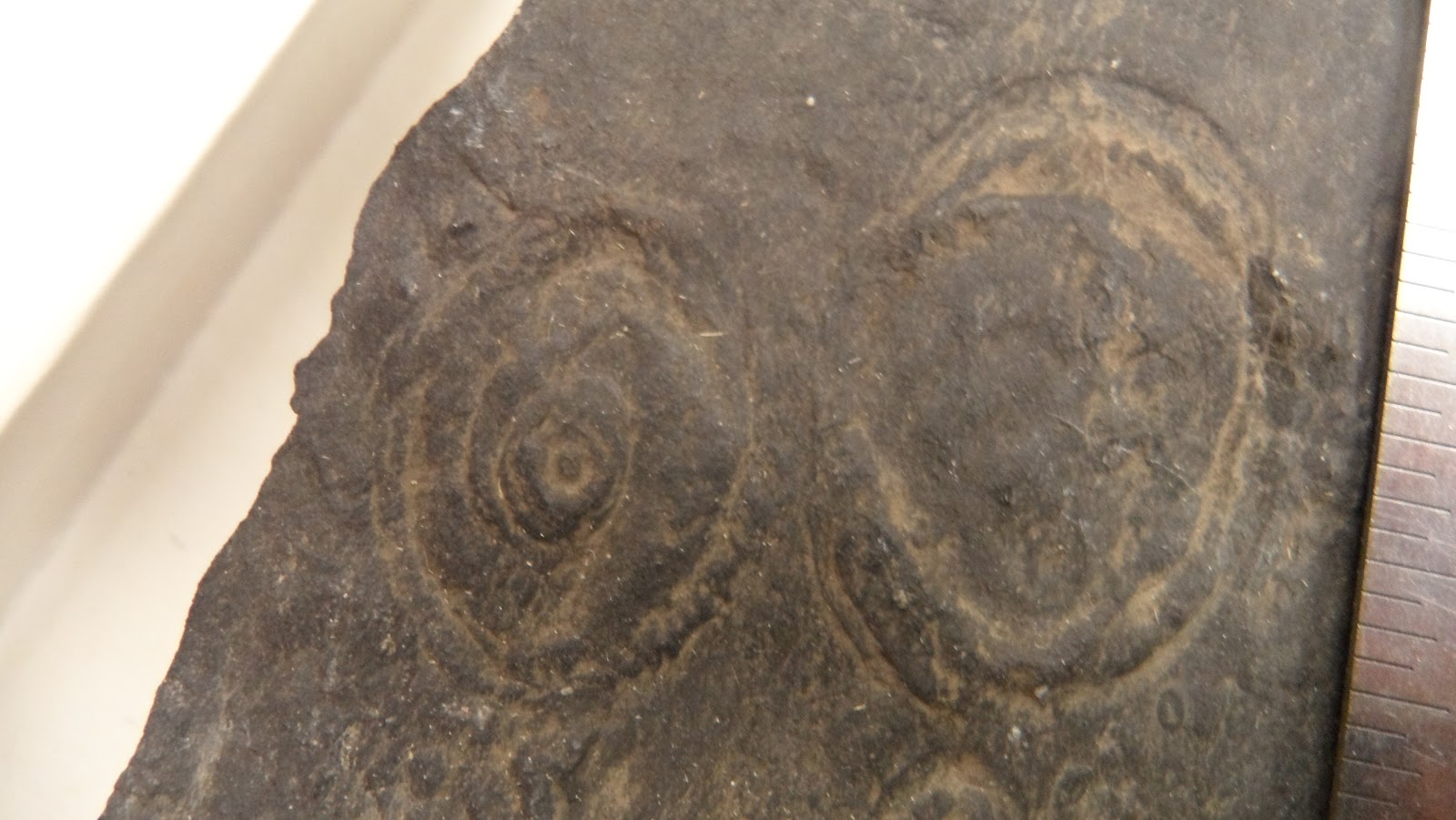 Fossils and Geology of Lanark County, Ontario: Photographs of GSC 221 ...