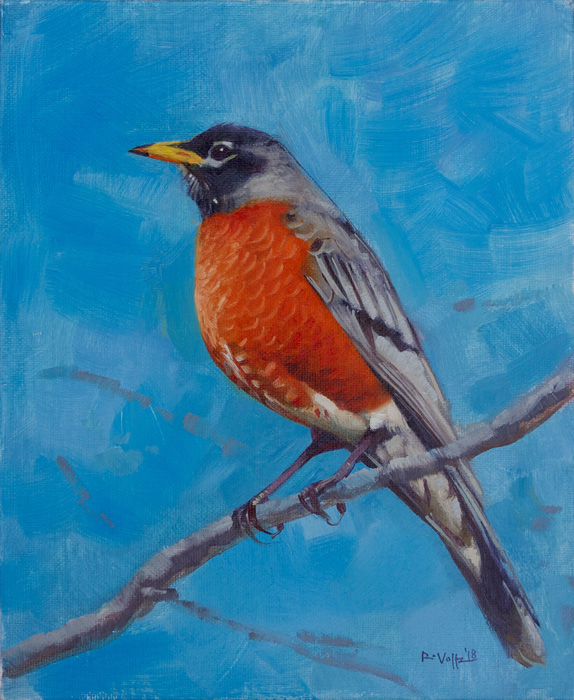 Paintings by Ralph Voltz: American Robin