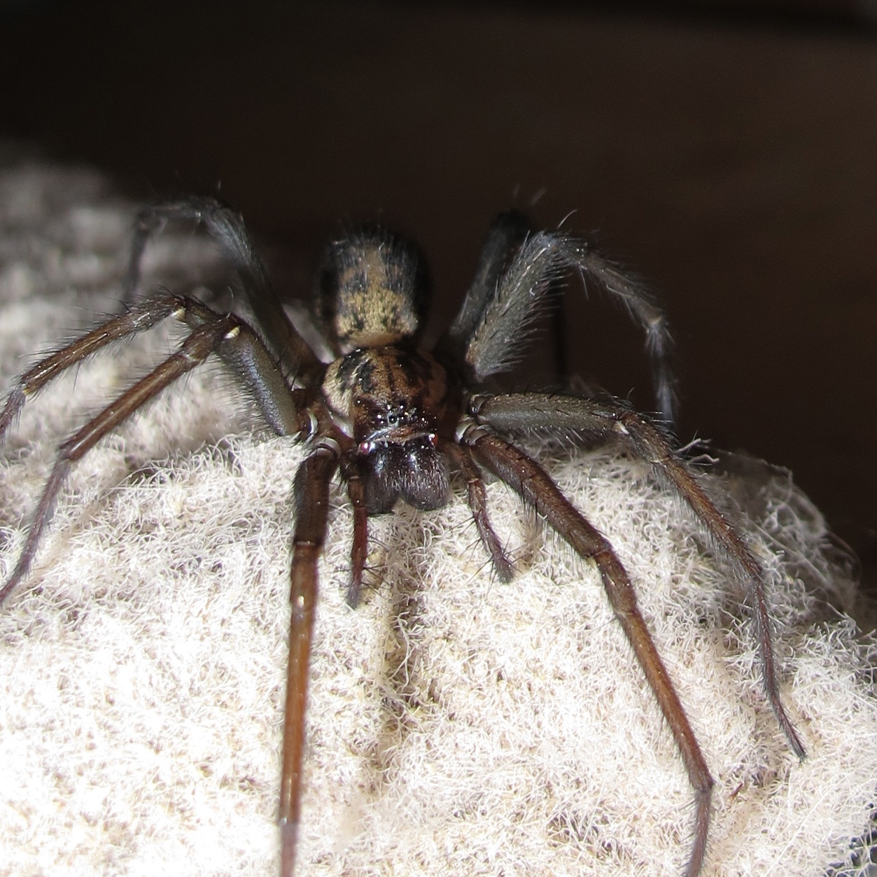 BugBlog: Do adult female house spiders roam?