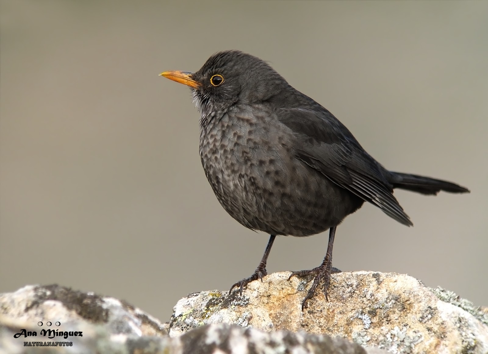NATURANAFOTOS: Mirlos y Mirlas