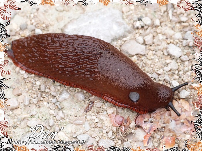 Chez Dan*: Les limaces de la forêt