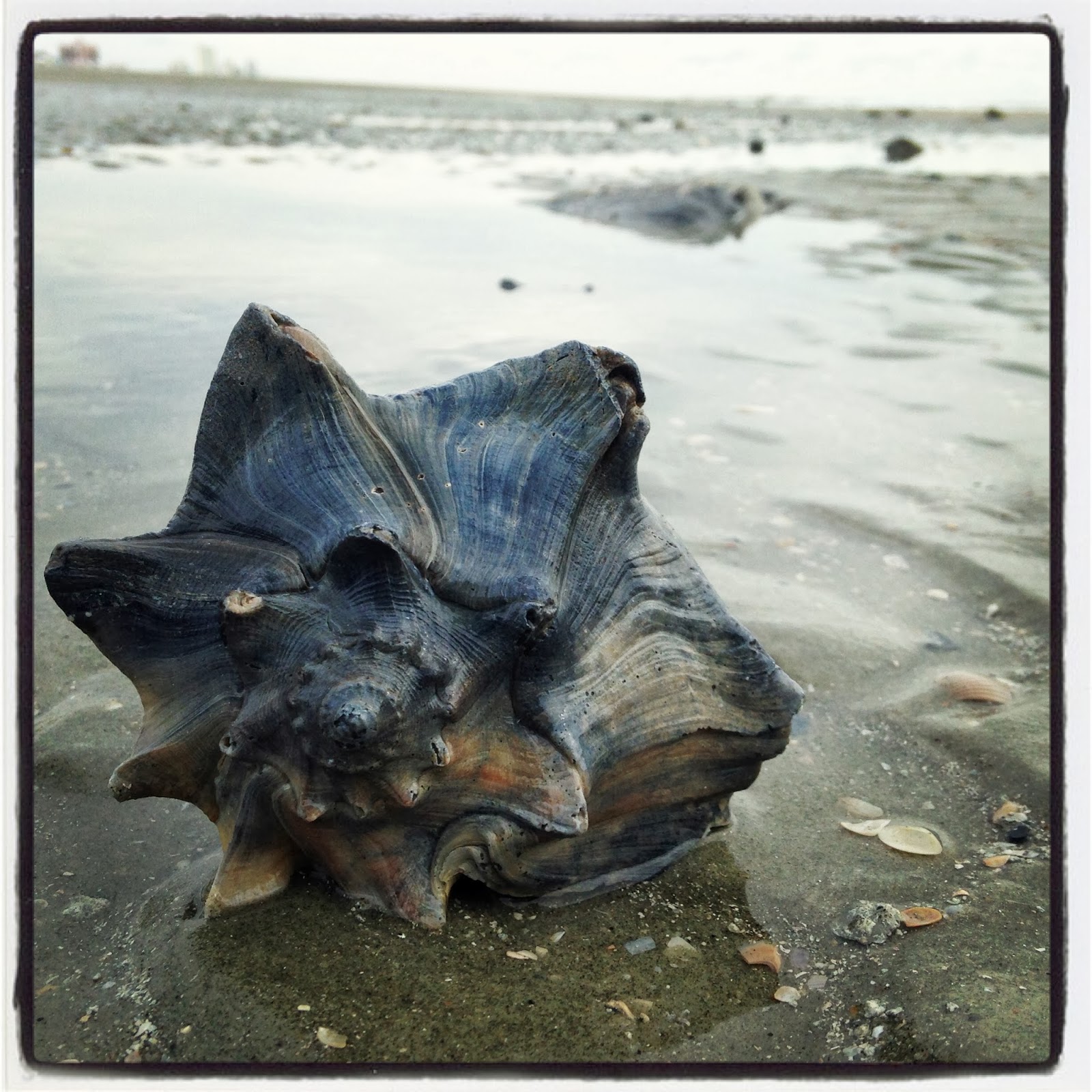 The Hunter and The Gatherer: Winter Whelk Wonderland