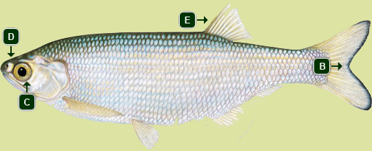 Fishing In Canada: Sport Fish