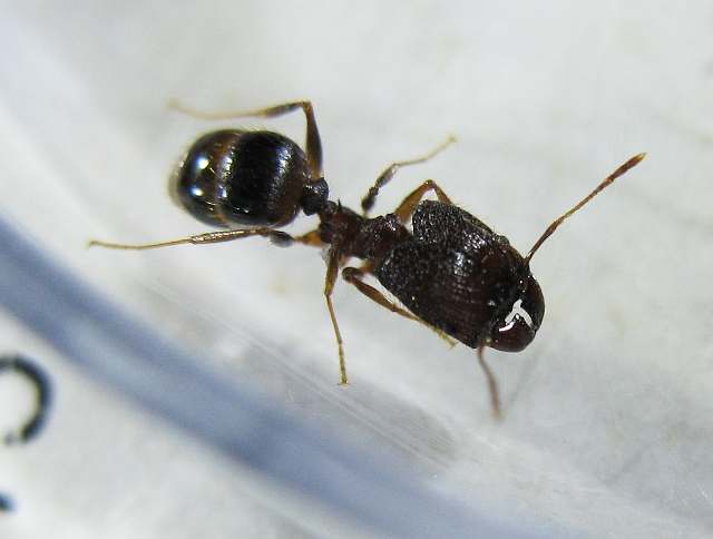 Photos and Info on Ants and Termites of Malaysia: Pheidole sp