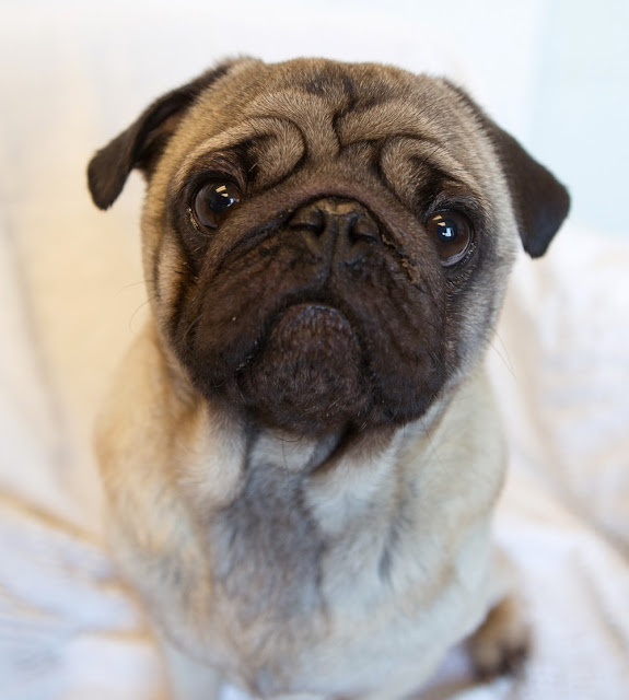 Shelter Dogs of Portland: "CHILI" cute Pug