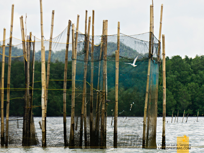 ZAMBOANGA SIBUGAY | The First World Migratory Bird Day at Siay - Lakad ...