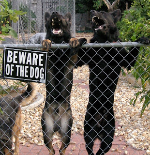 Black german shepherd: High-Class Working Dogs In Black German Shepherd