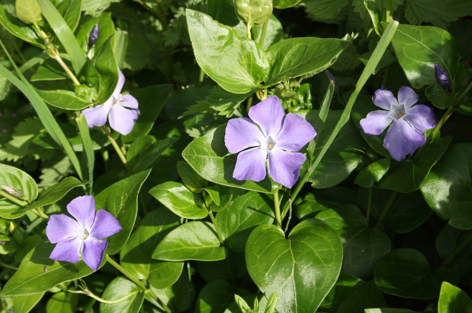 HERBARIO: Vinca major