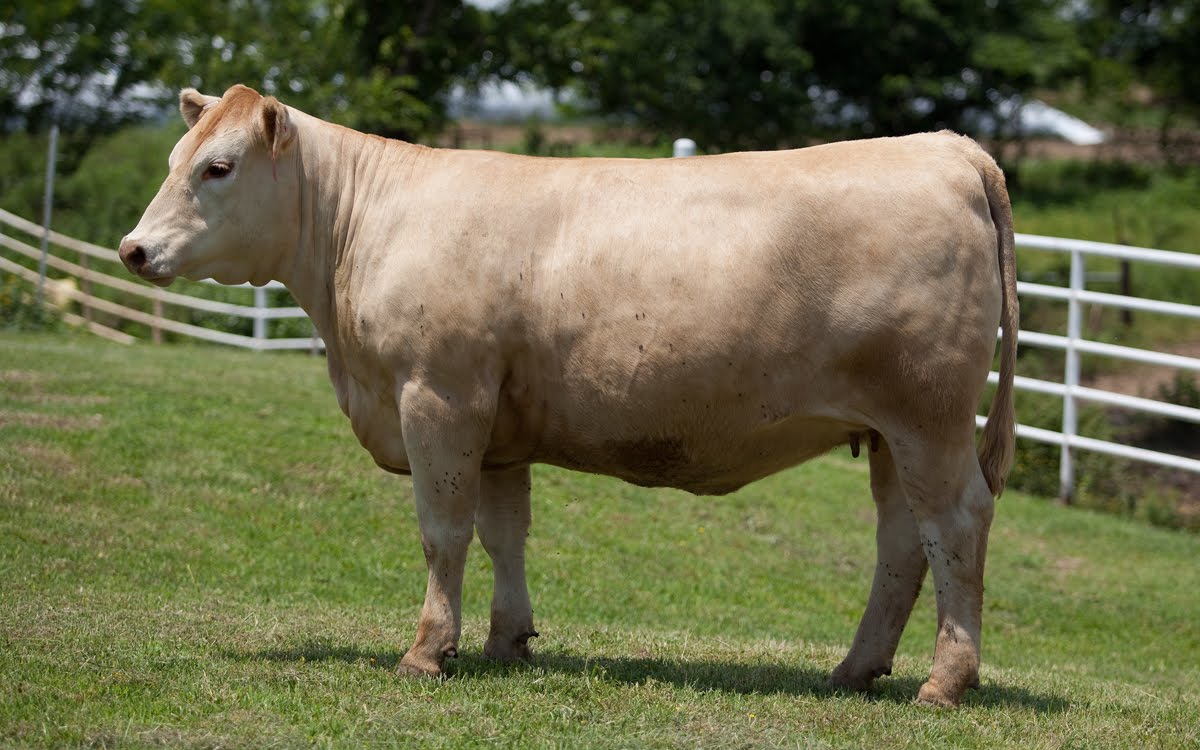 Tusa Show Cattle Blog: Southern Exchange II Bred Heifer Sale
