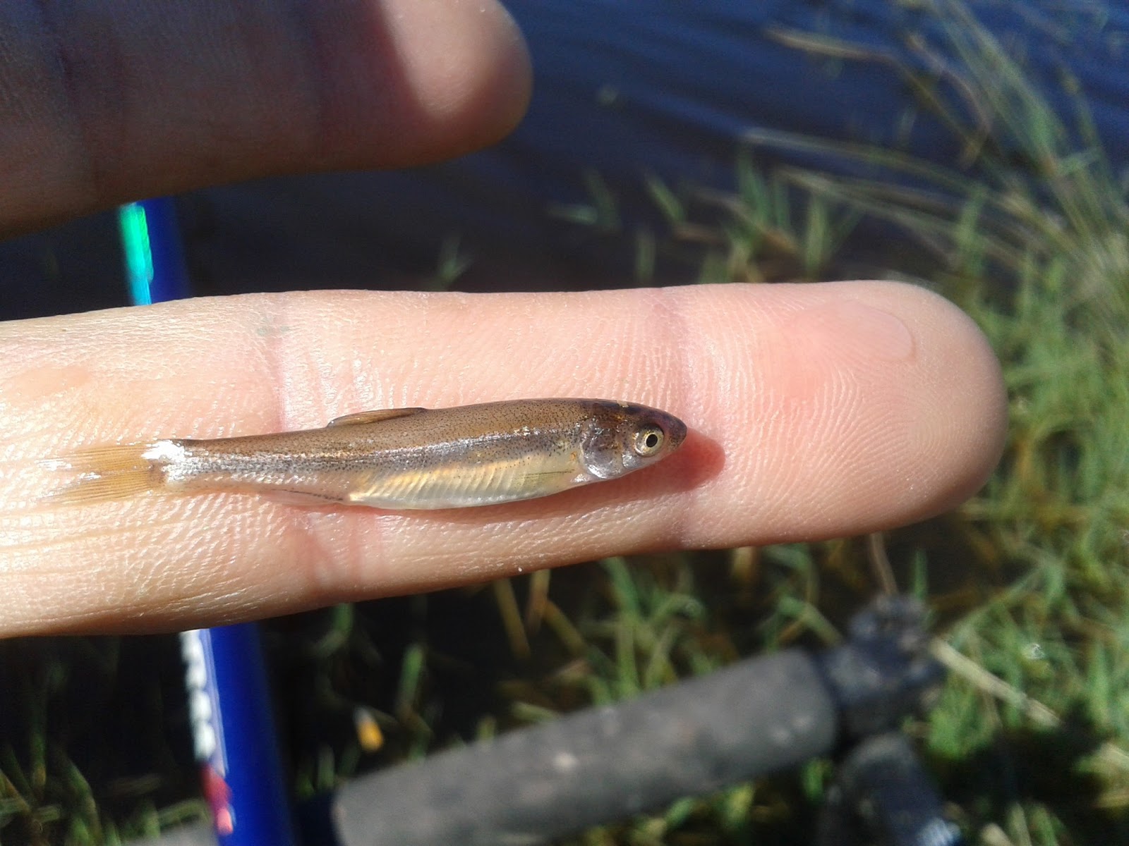 blog de pesca equipo embrau torrejoncillo: MILES DE ALEVINES DE BOGAS ...