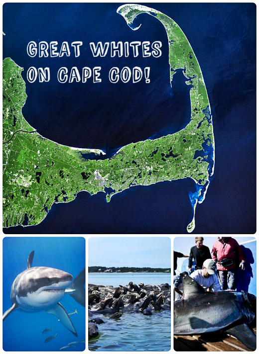 Boston Green Blog: Shark Week!