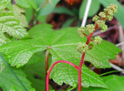 Trees Planet: Vitis aestivalis - Summer Grape