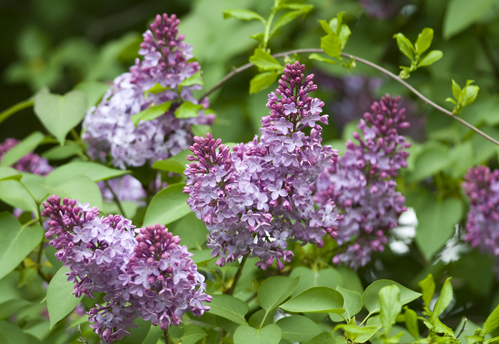 The 3 Foragers: Foraging for Wild, Natural, Organic Food: Lilac Recipe ...