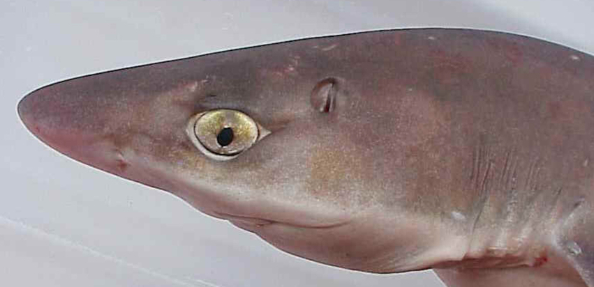 SearchReSearch: Answer: Large numbers of ladybugs and dogfish?