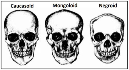 Mysteries of Ancient America Books: Comparing Skull Types from ...