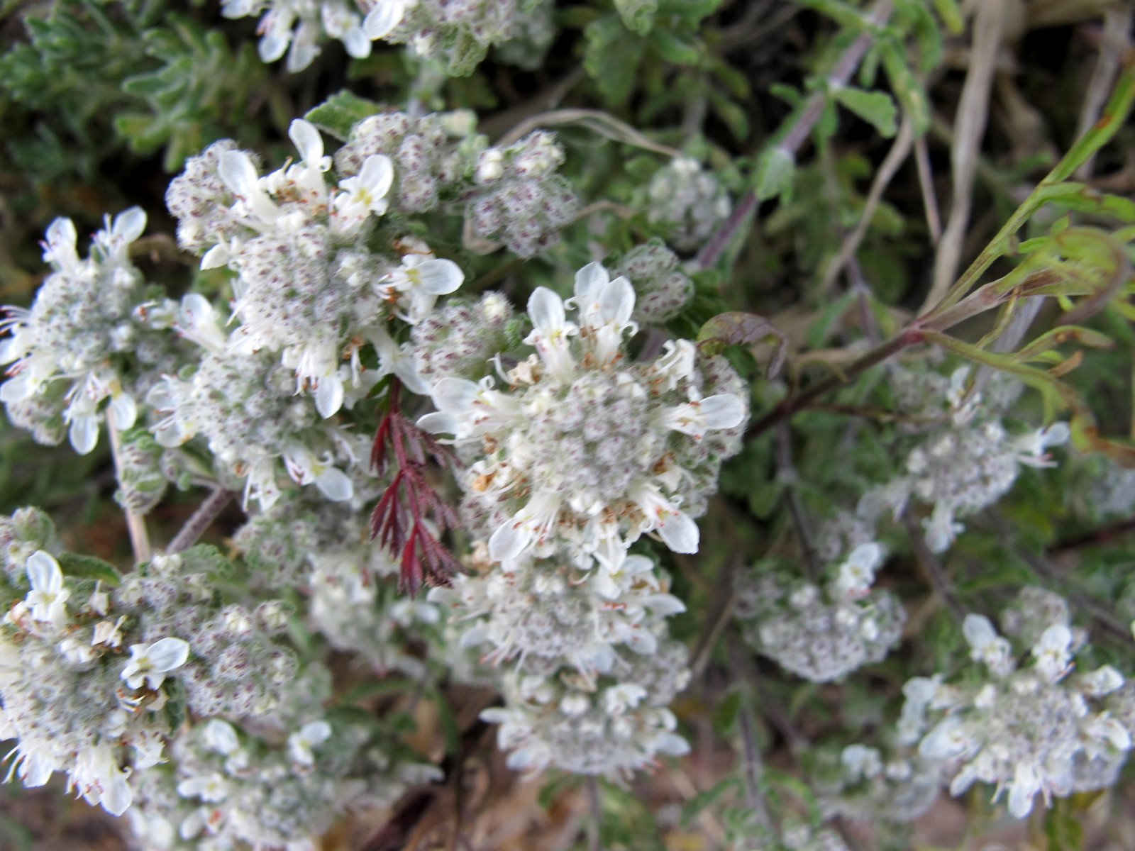 FLORA NEL SALENTO e.. anche altrove: Teucrium capitatum L. subsp ...