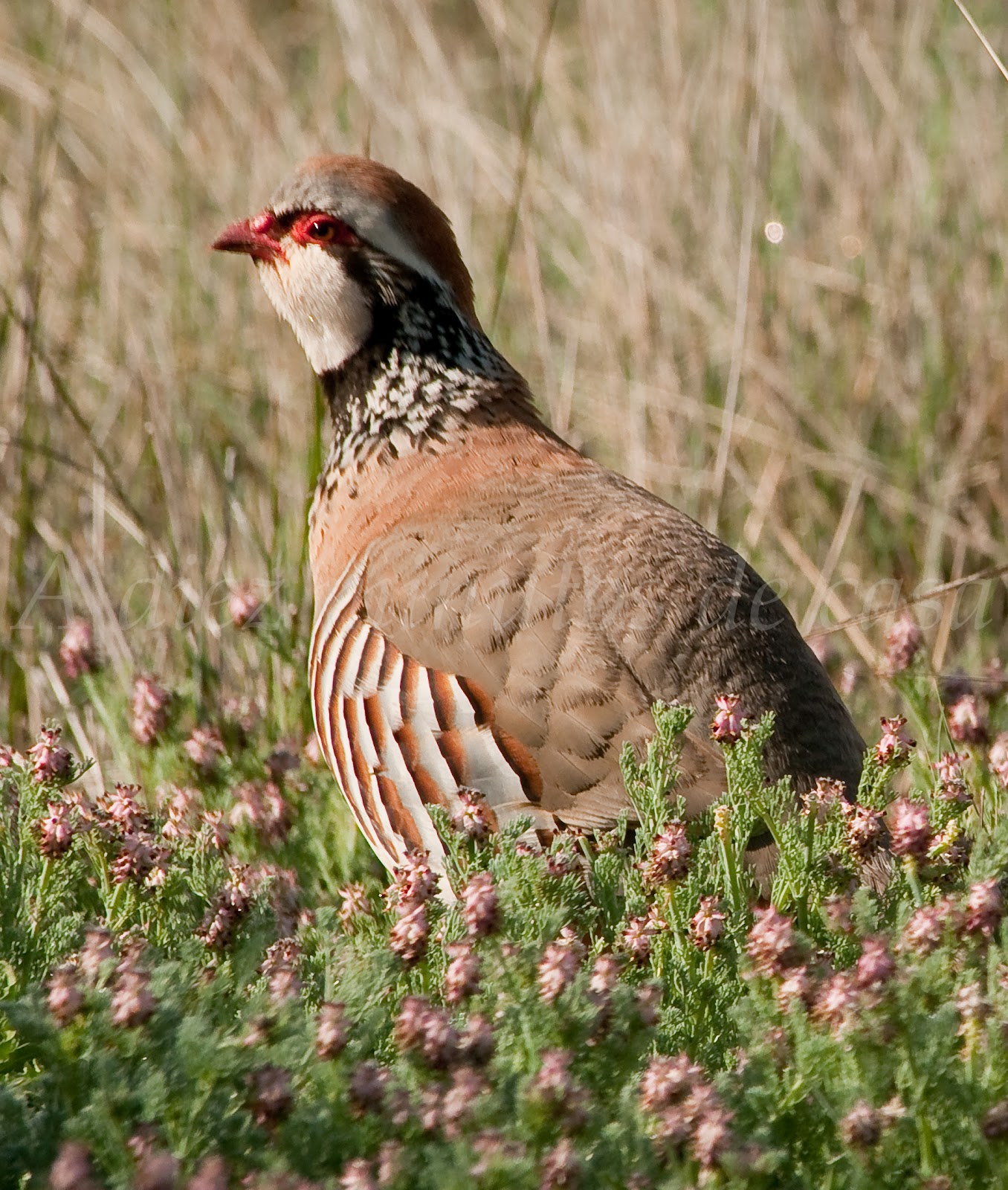 Naturaleza Ribera: Perdíces!!!!, en primavera se dejan ...............