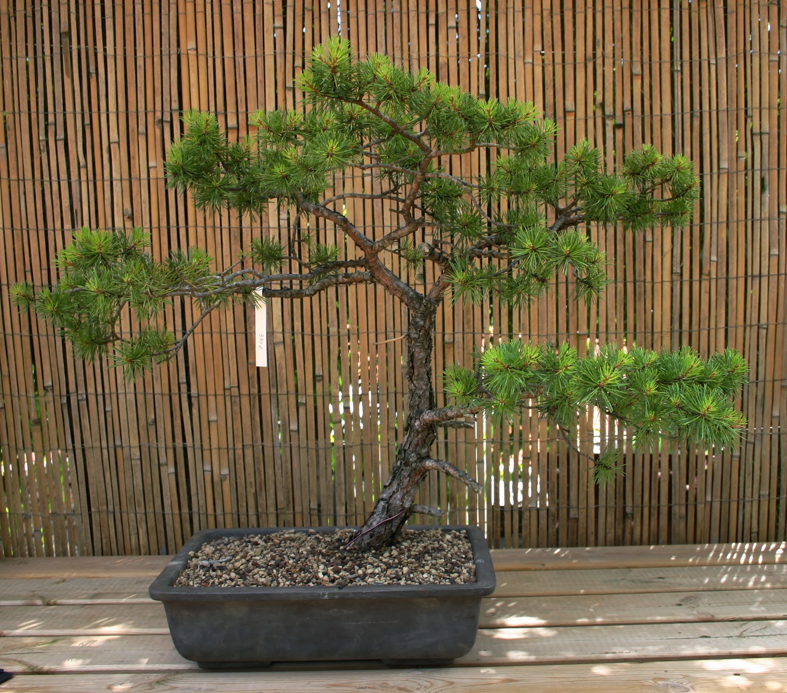 Profession BONSAÏ: Pins sylvestres bruts ou travaillés à vendre à l ...