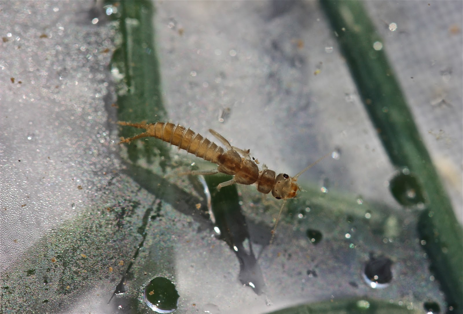 Aquatic Insects of Central Virginia: The First "Isoperla" Perlodid ...