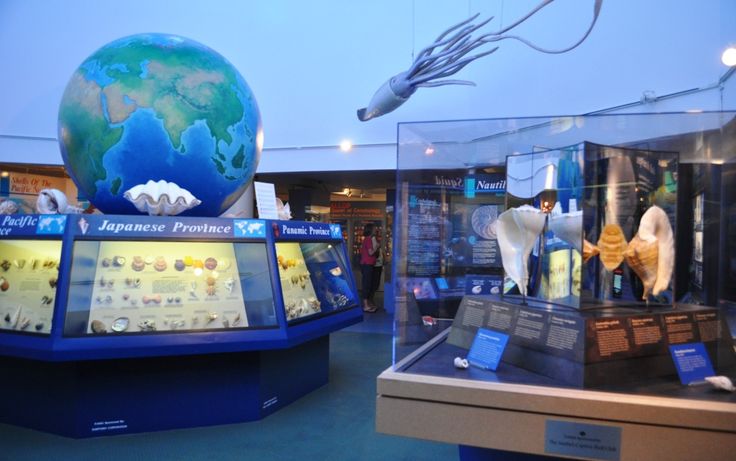 SeaShell Museum: SeaShell Museum Planned for 2017/2018 Season