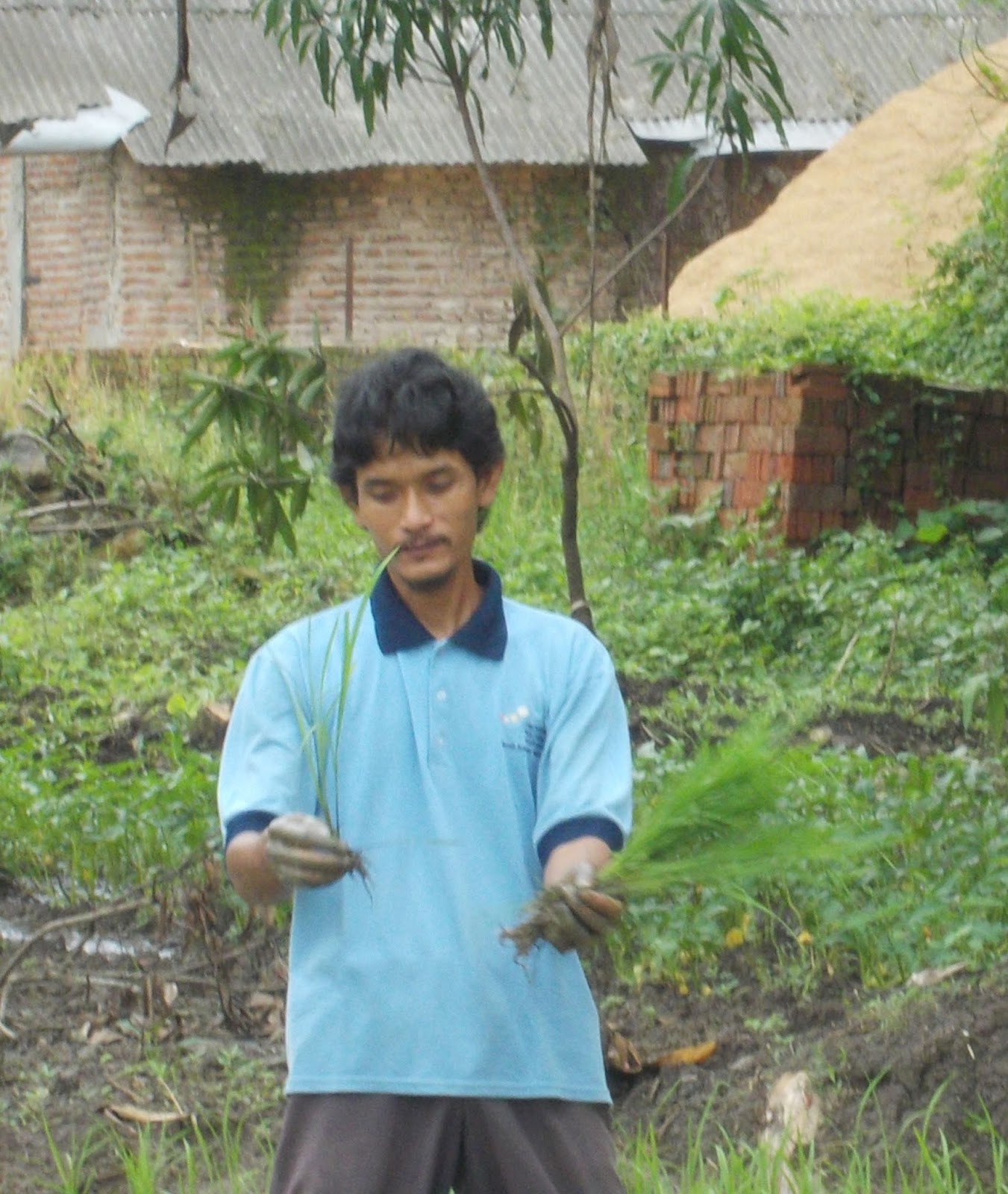 Saatnya Petani Indonesia menjadi Petani yang Makmur dan sejahtera ...