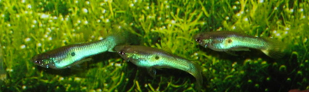 Swordtail Guppies: Asian Blau Japan Blue Swordtails