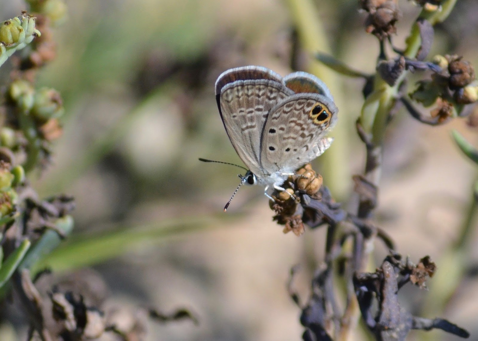 Along Slap Out Gully: Smallest butterfly of North America plays big role