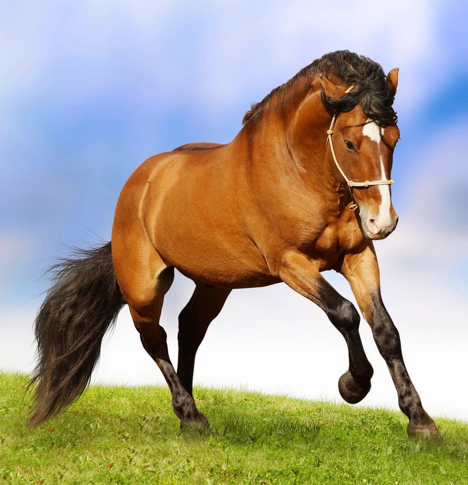 CLASSE DELS MUSSOLS: PROJECTE: EL CAVALL