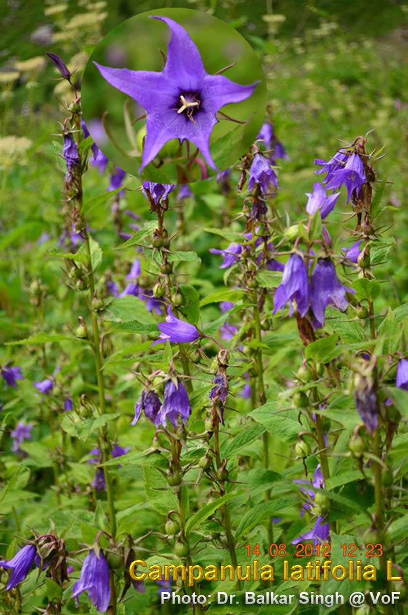Medicinal Plants: Campanula latifolia