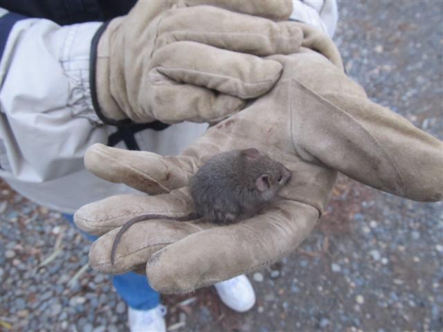 A Day in the Life of Mrs. Cravitz: Poor Mouse: