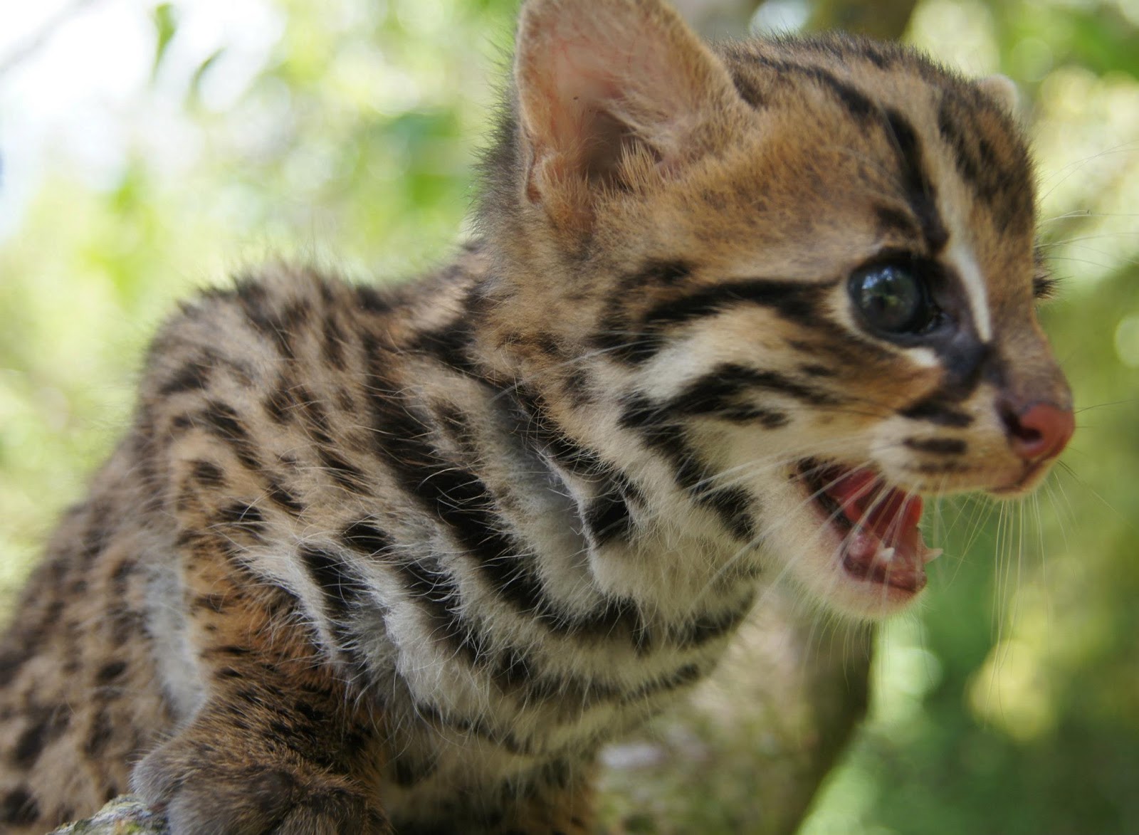 Laman Husna: Anak kucing batu.