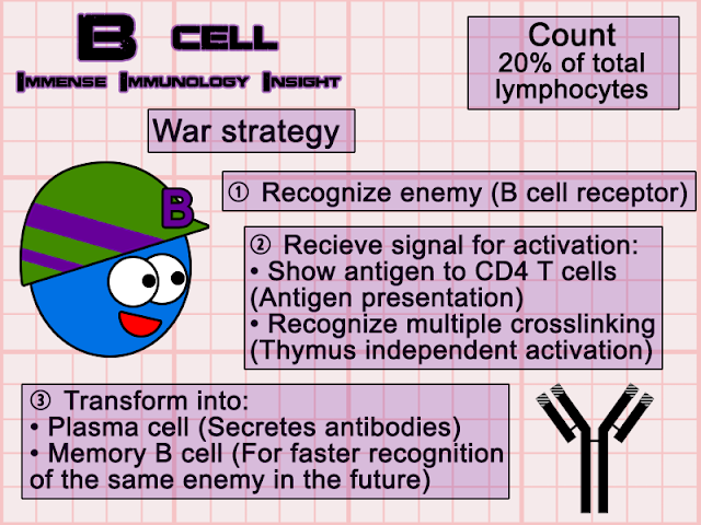 Immense Immunology Insight: Function of B lymphocyte simplified